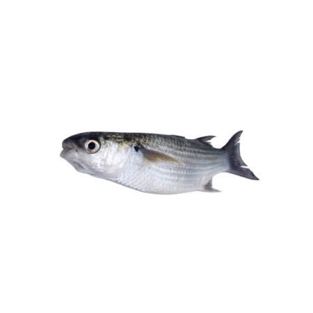 Sea Mullet – Riverina Seafood Market