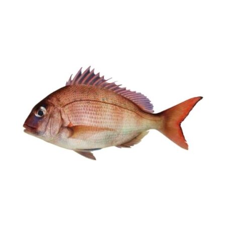 Snapper – Riverina Seafood Market